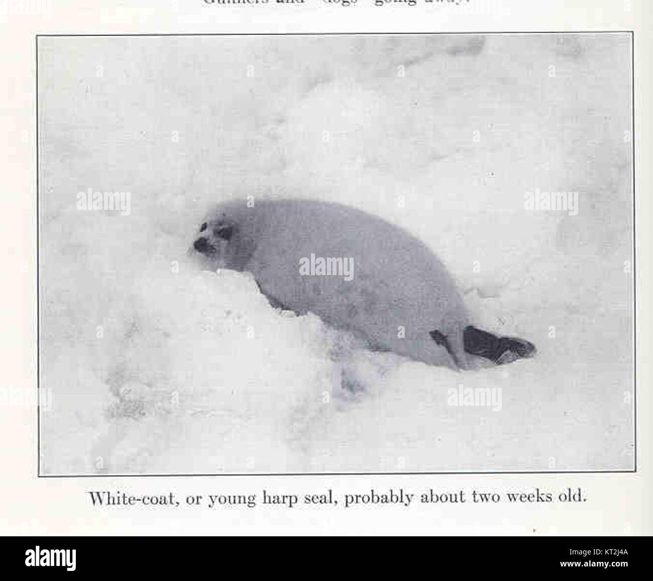 A young harp seal, about two weeks old, is depicted in its ...