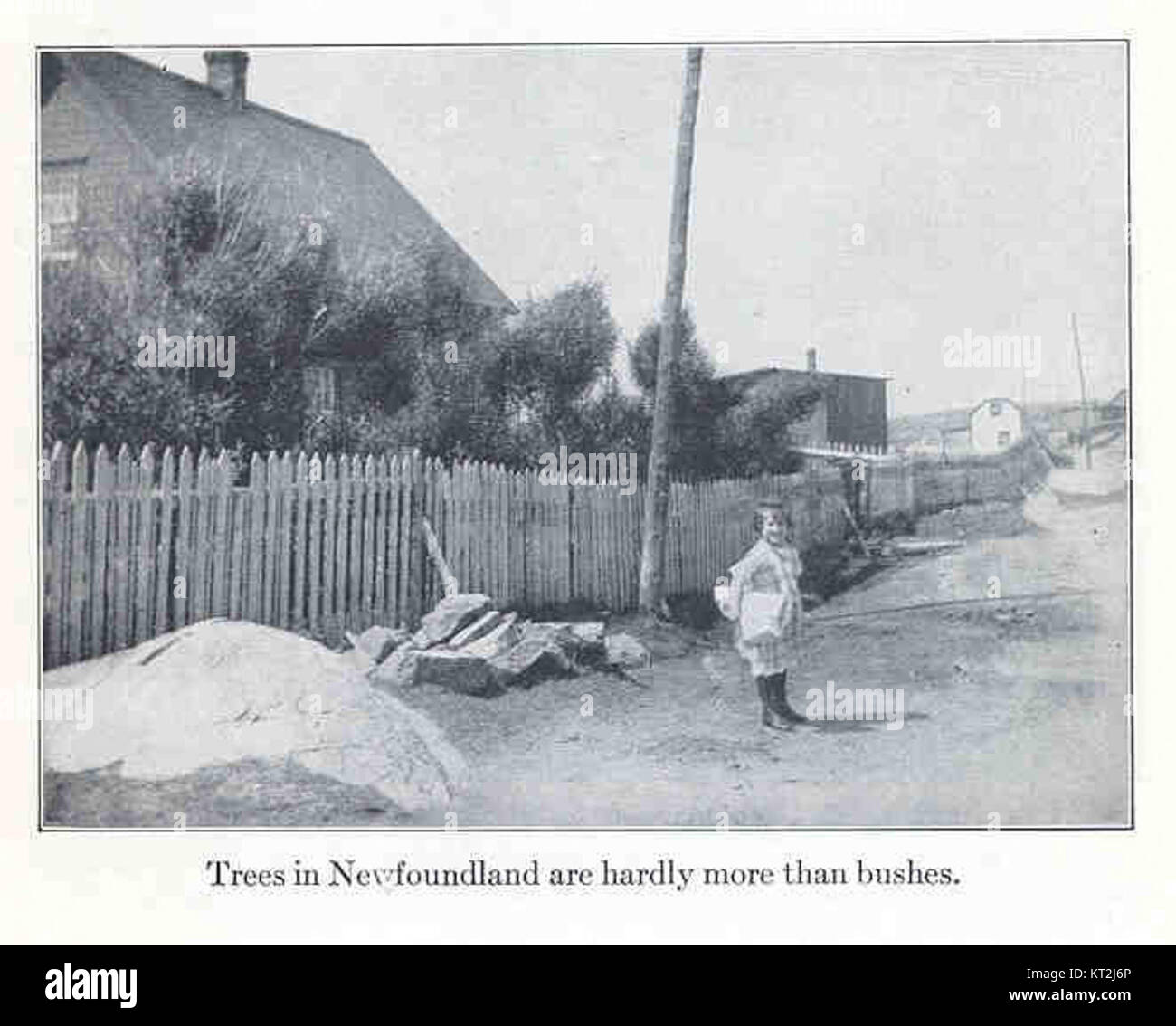 This observation highlights the stunted growth of trees in Newfoundland ...
