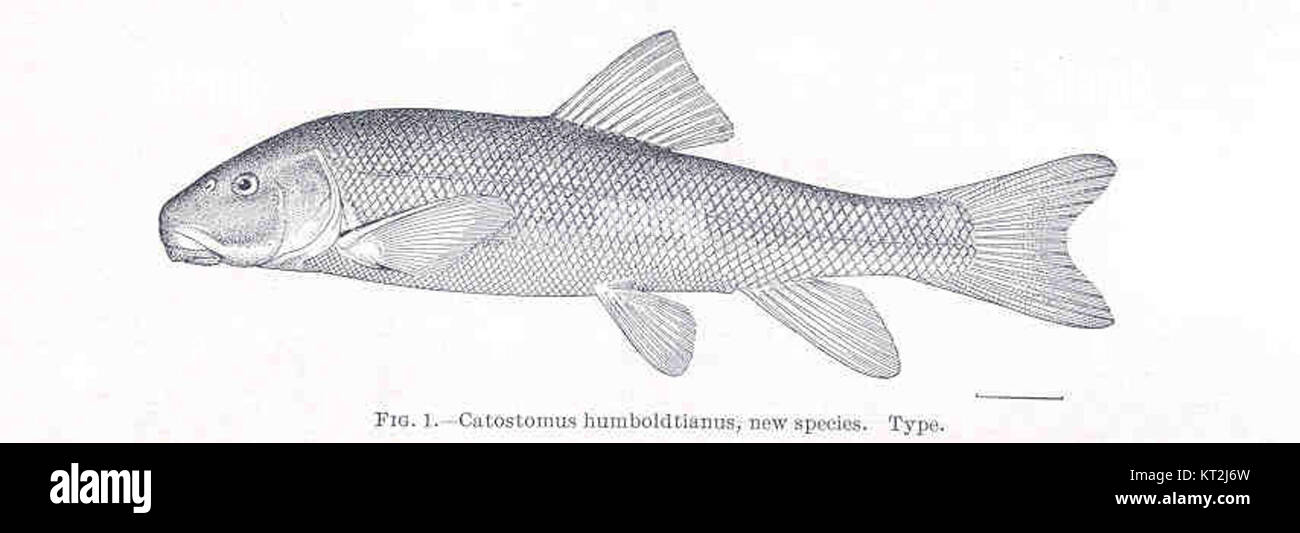 Catostomus humboltianus, identified as a new species, is a type of fish ...