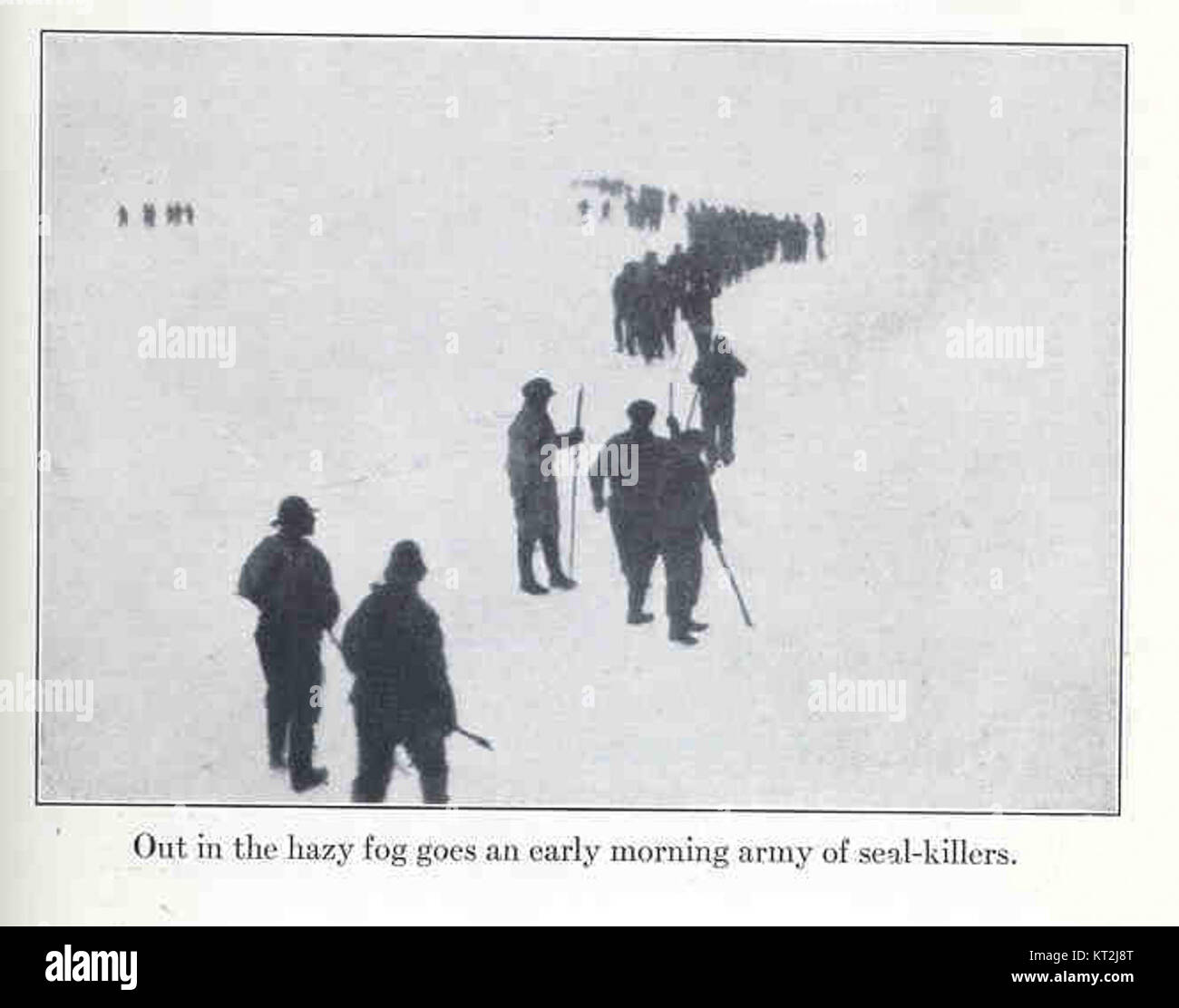 This image captures a misty early morning scene featuring a group of ...