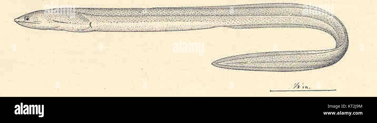 35631 Muraenichthys thompsoni new species Type Stock Photo - Alamy