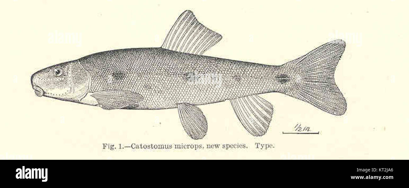 Catostomus microps is a newly discovered species of fish, cataloged ...