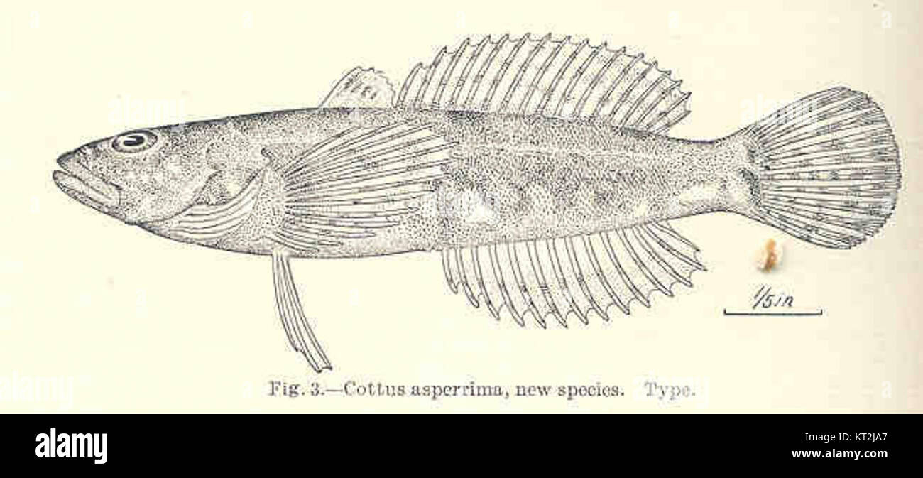 Cottus aspertima is a newly identified species of freshwater fish ...