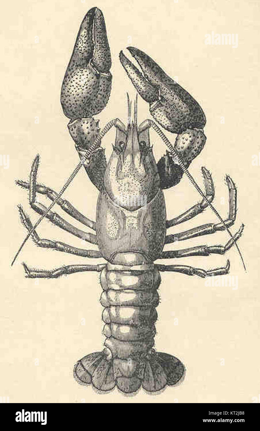 The Common Crayfish (Astacus fluviatilis) is a freshwater species, with ...