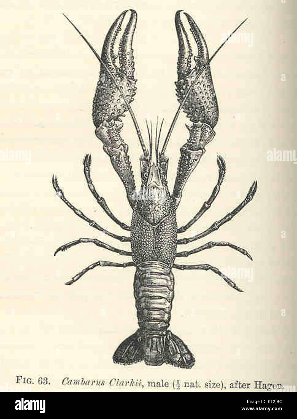 Cambarus clarkii, commonly known as the red swamp crayfish, is a ...