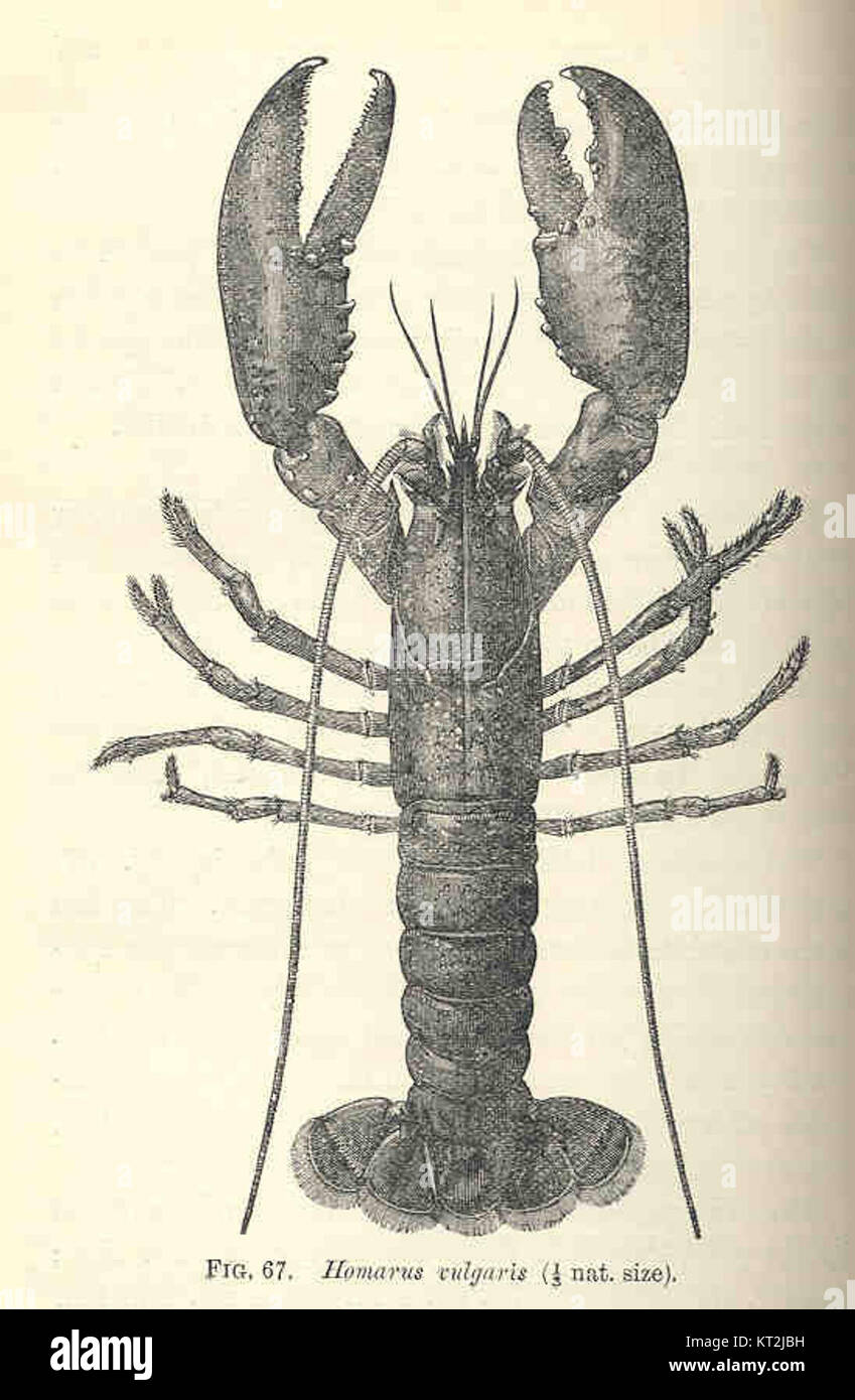 Homarus vulgaris hi-res stock photography and images - Alamy