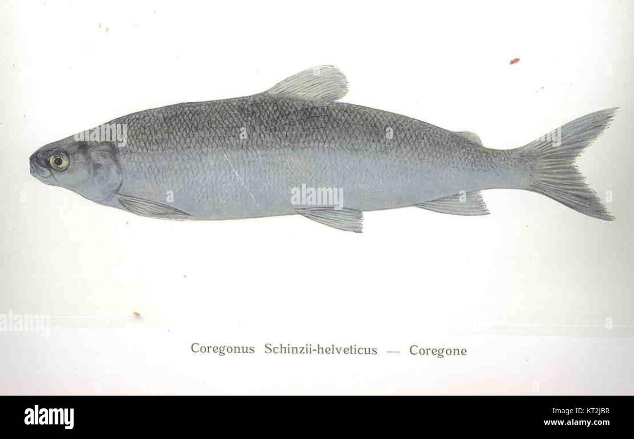 Coregonus schinzii-helveticus, a species of freshwater fish, is native ...
