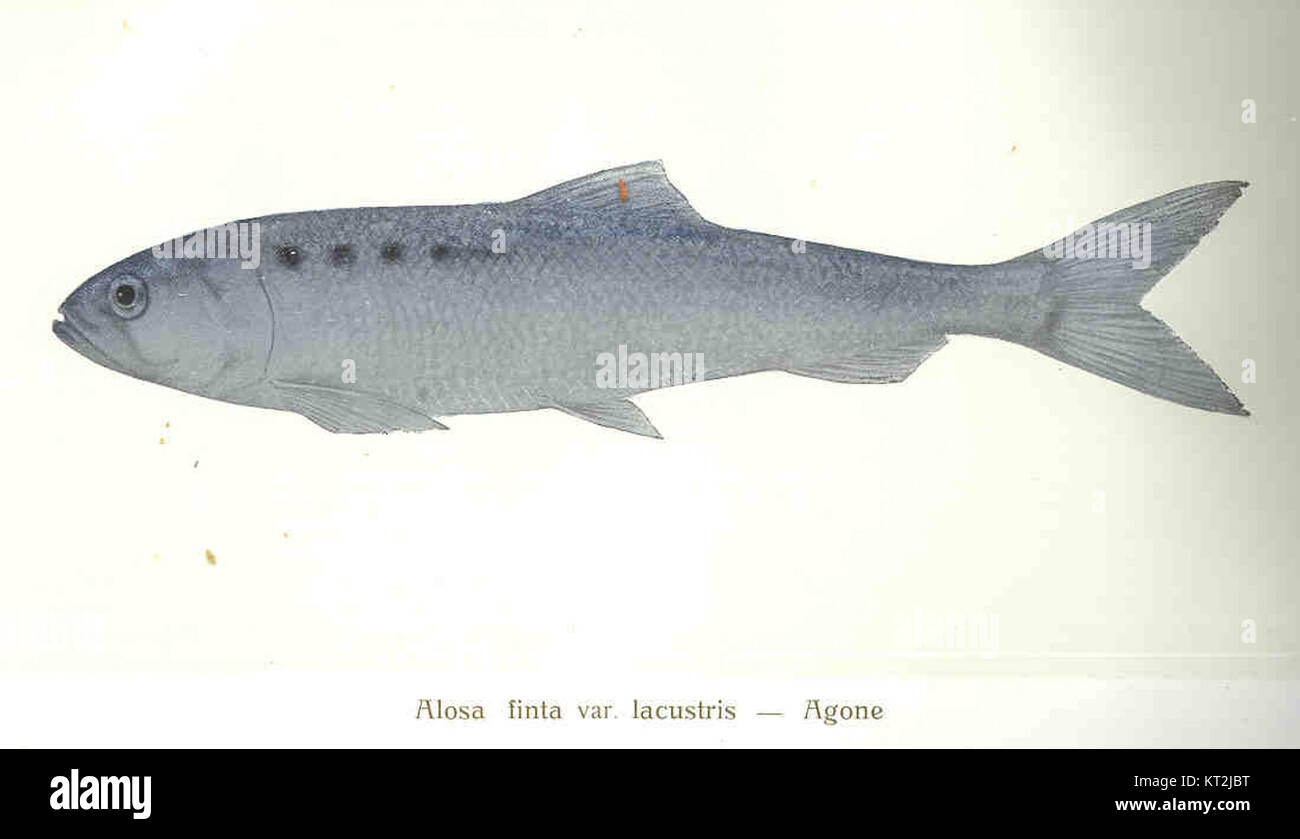 Alosa finta hi-res stock photography and images - Alamy