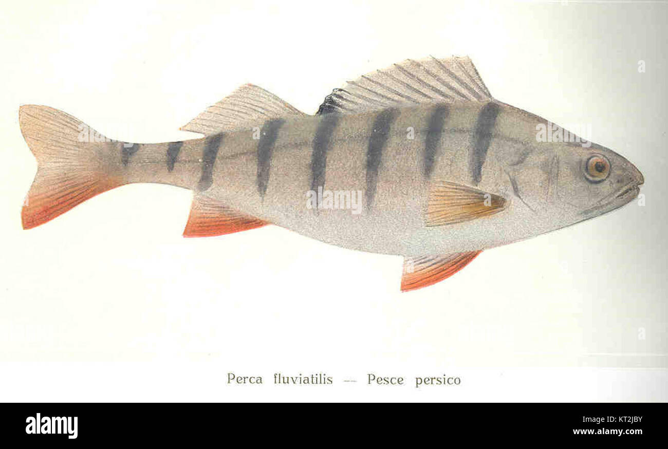 Perca fluviatilis, known as the European perch or Pesce persico in ...