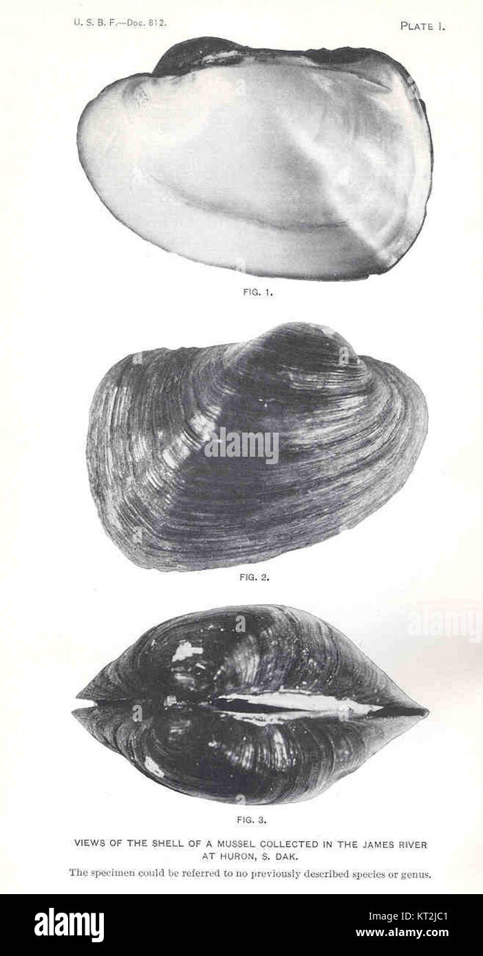 35669 Views of the Shell of a Mussel Collected in the James River at ...