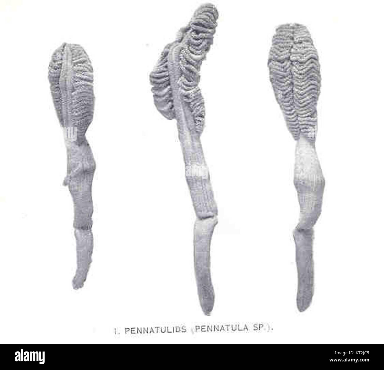 Various marine organisms within hi-res stock photography and images - Alamy