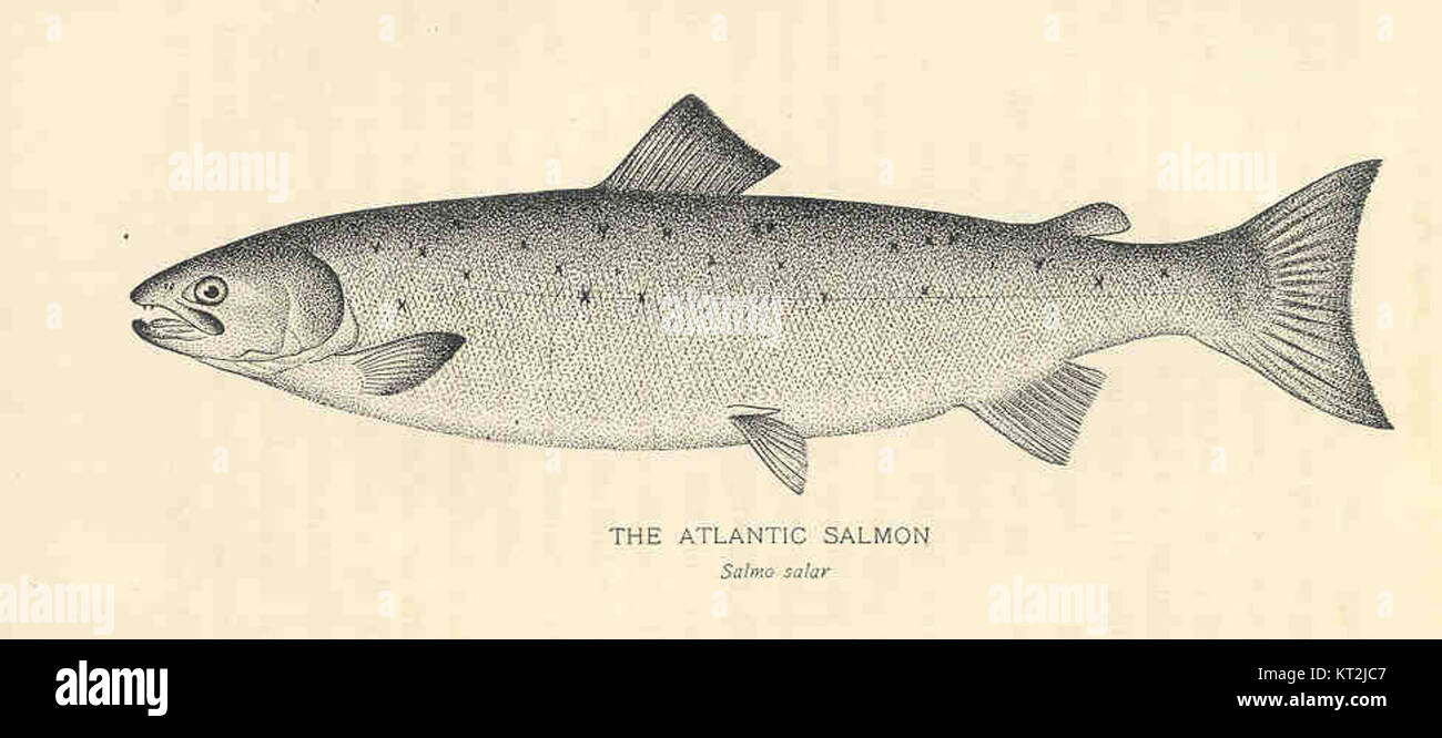 Atlantic salmon (Salmo salar) is a species of fish known for its ...