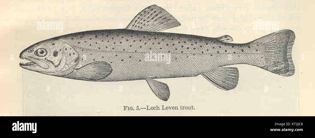 The Loch Leven Trout is a renowned fish species native to Loch Leven in ...