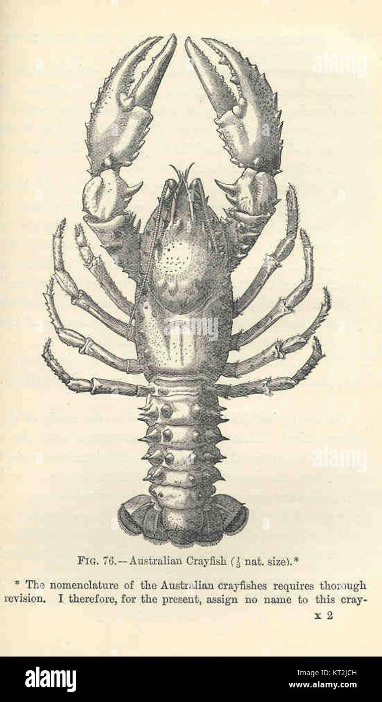 The 35700 Australian Crayfish is a freshwater species native to ...