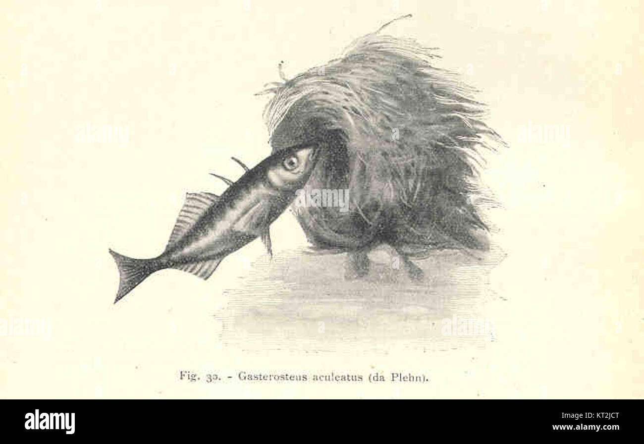 35696 Gasterosteus aculeatus (da Plehn Stock Photo - Alamy