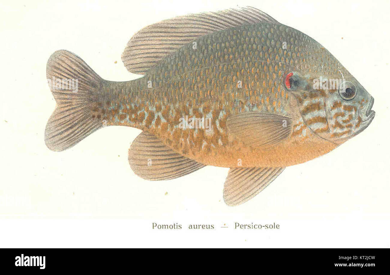 Persico sole hi-res stock photography and images - Alamy