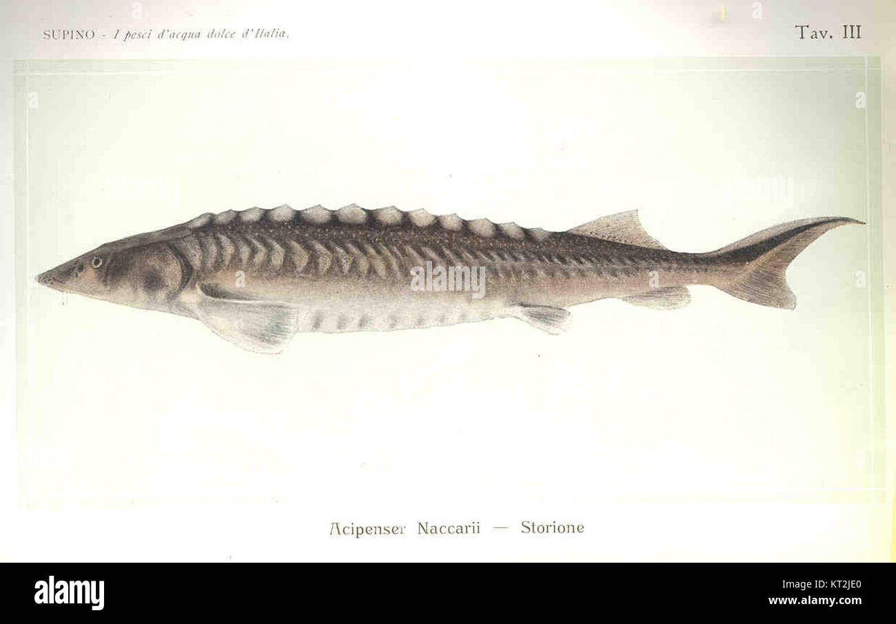 Storione hi-res stock photography and images - Alamy