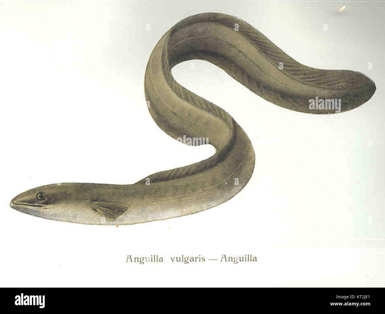 Anguilla vulgaris hi-res stock photography and images - Alamy