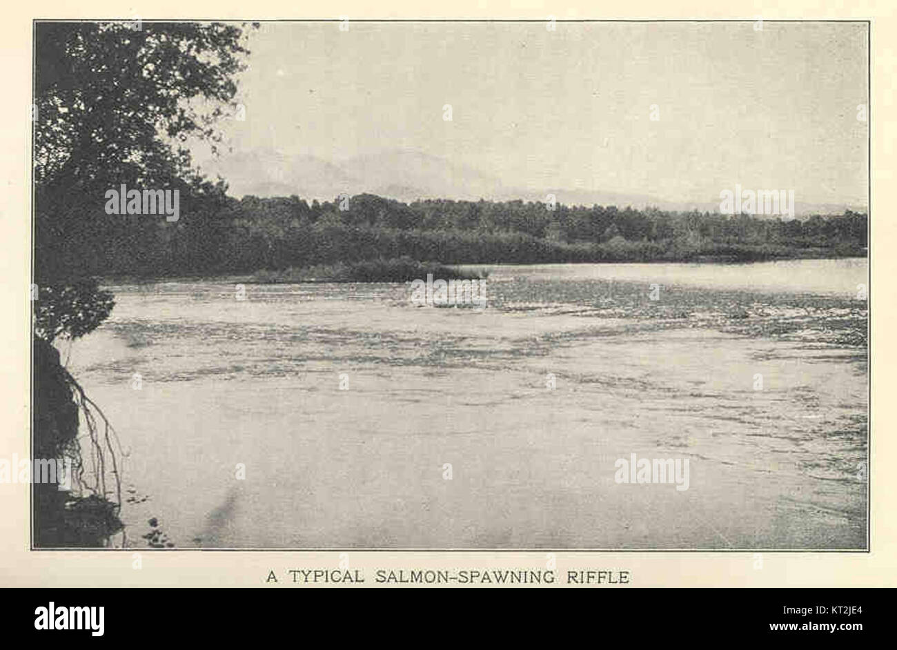 This photograph depicts a typical salmon-spawning riffle, where salmon ...