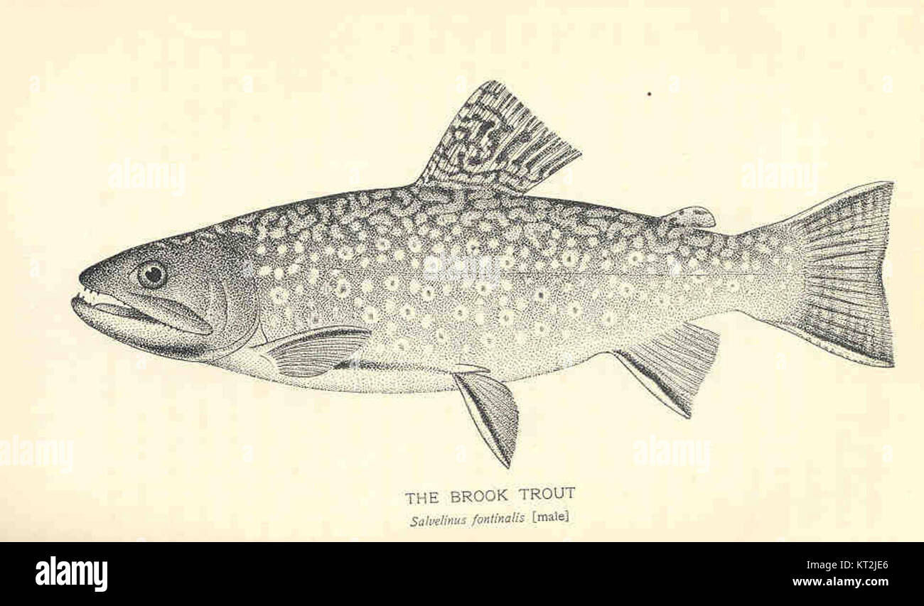 A male Brook Trout (Salvelinus fontinalis), cataloged as 35725, known ...