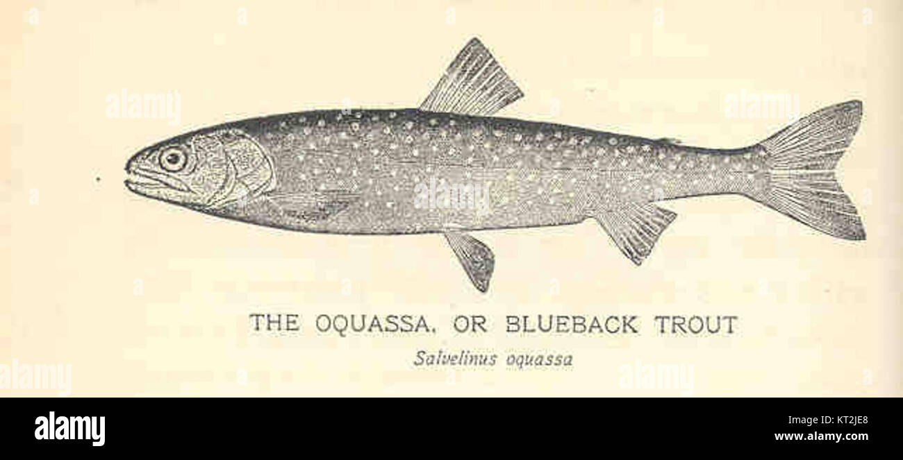 The Oquassa or Blueback Trout (Salvelinus oquassa), a cold-water fish ...