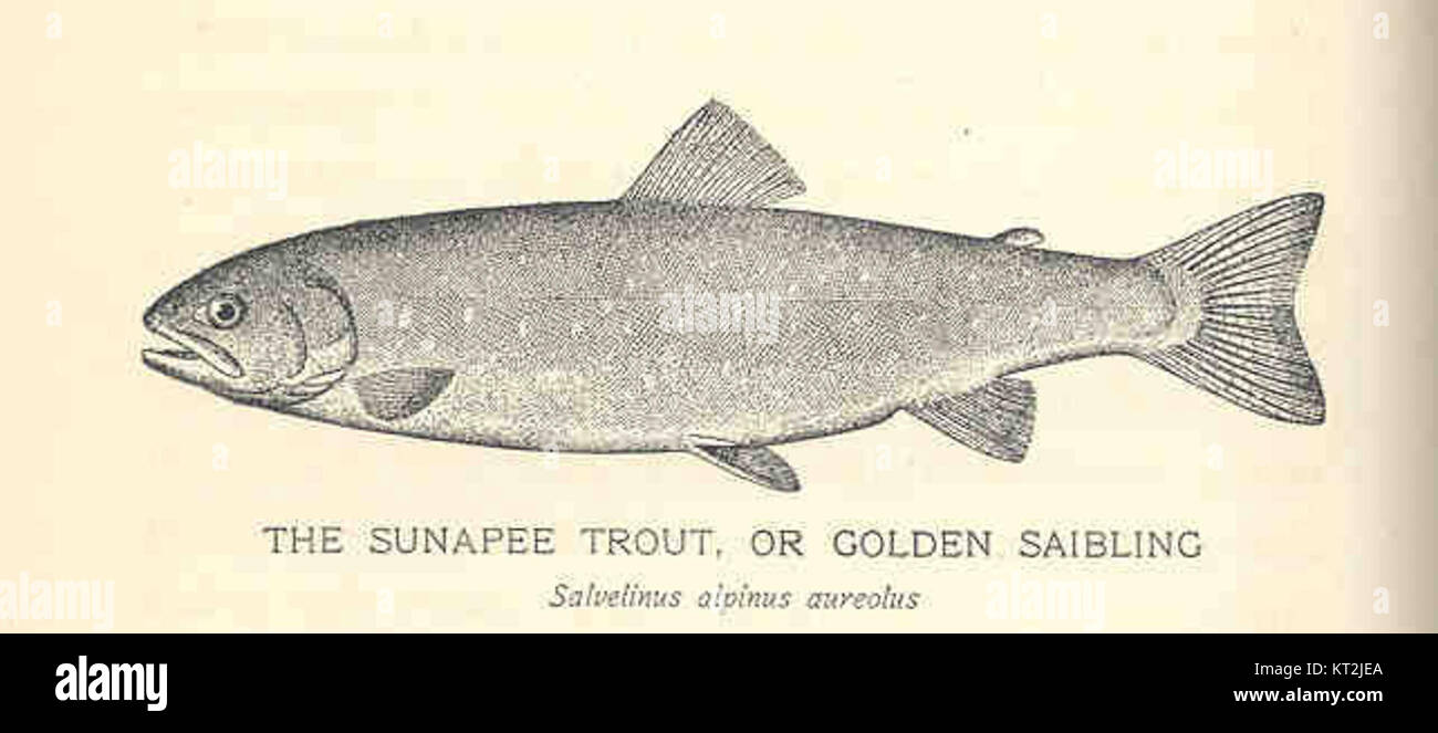 The Sunapee Trout, also known as the Golden Saibling, is a species of ...