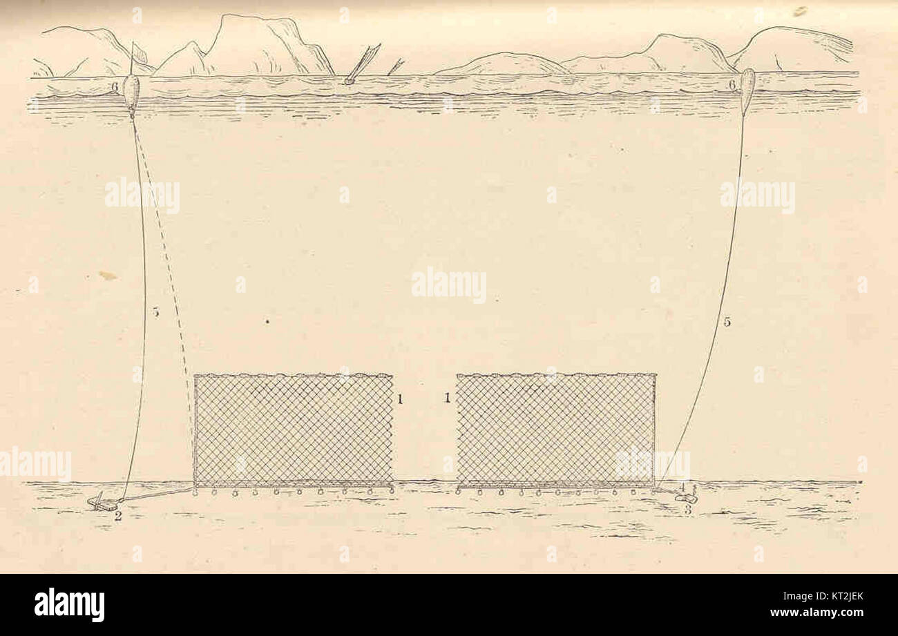 This entry describes the method of setting cod gill-nets along the east ...