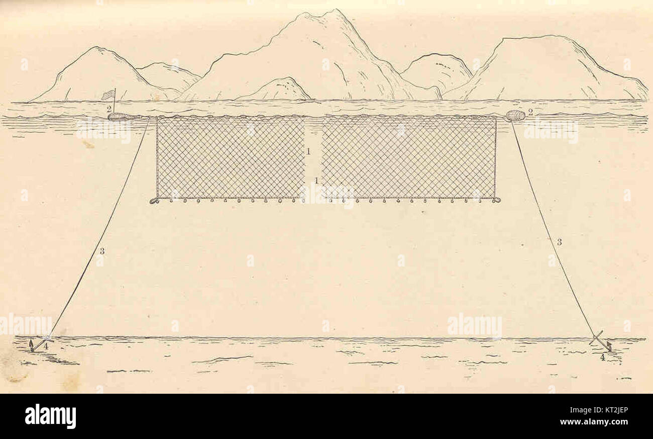 A depiction of the traditional method of setting cod gill-nets in ...