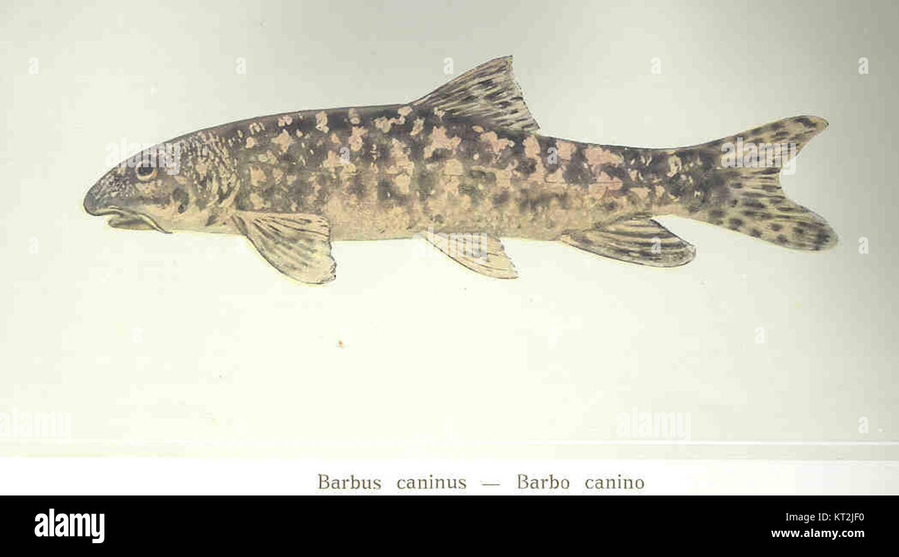 Barbus caninus hi-res stock photography and images - Alamy