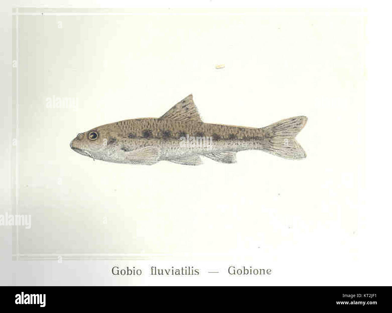 Gobione hi-res stock photography and images - Alamy