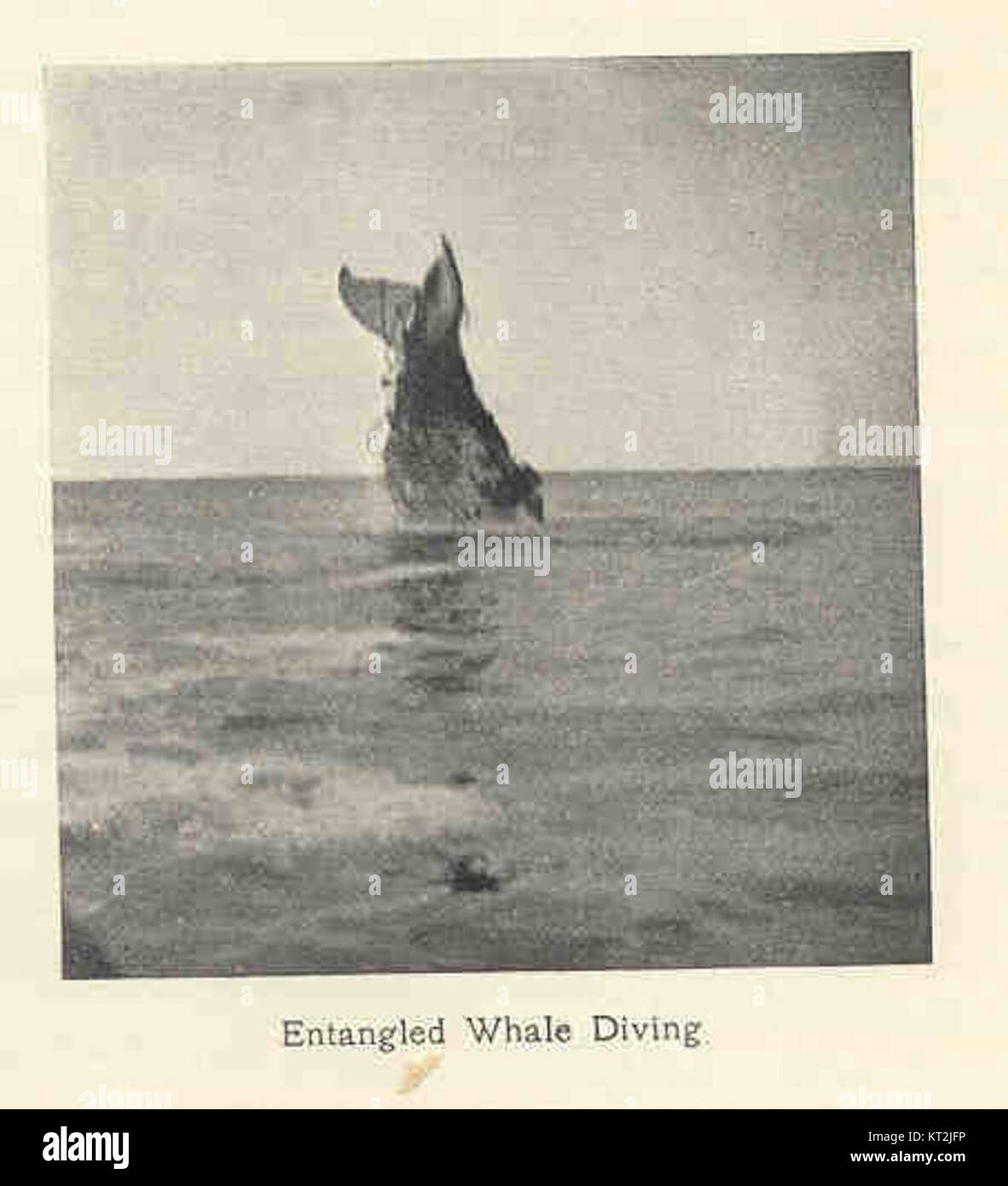 A powerful image capturing a whale entangled in nets while diving. The ...