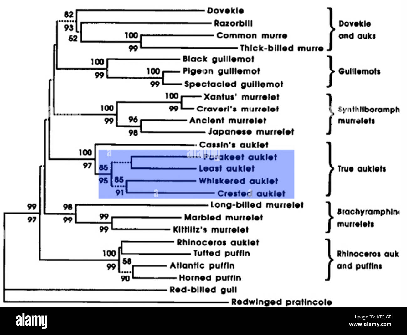 Taxonomy history hi-res stock photography and images - Alamy