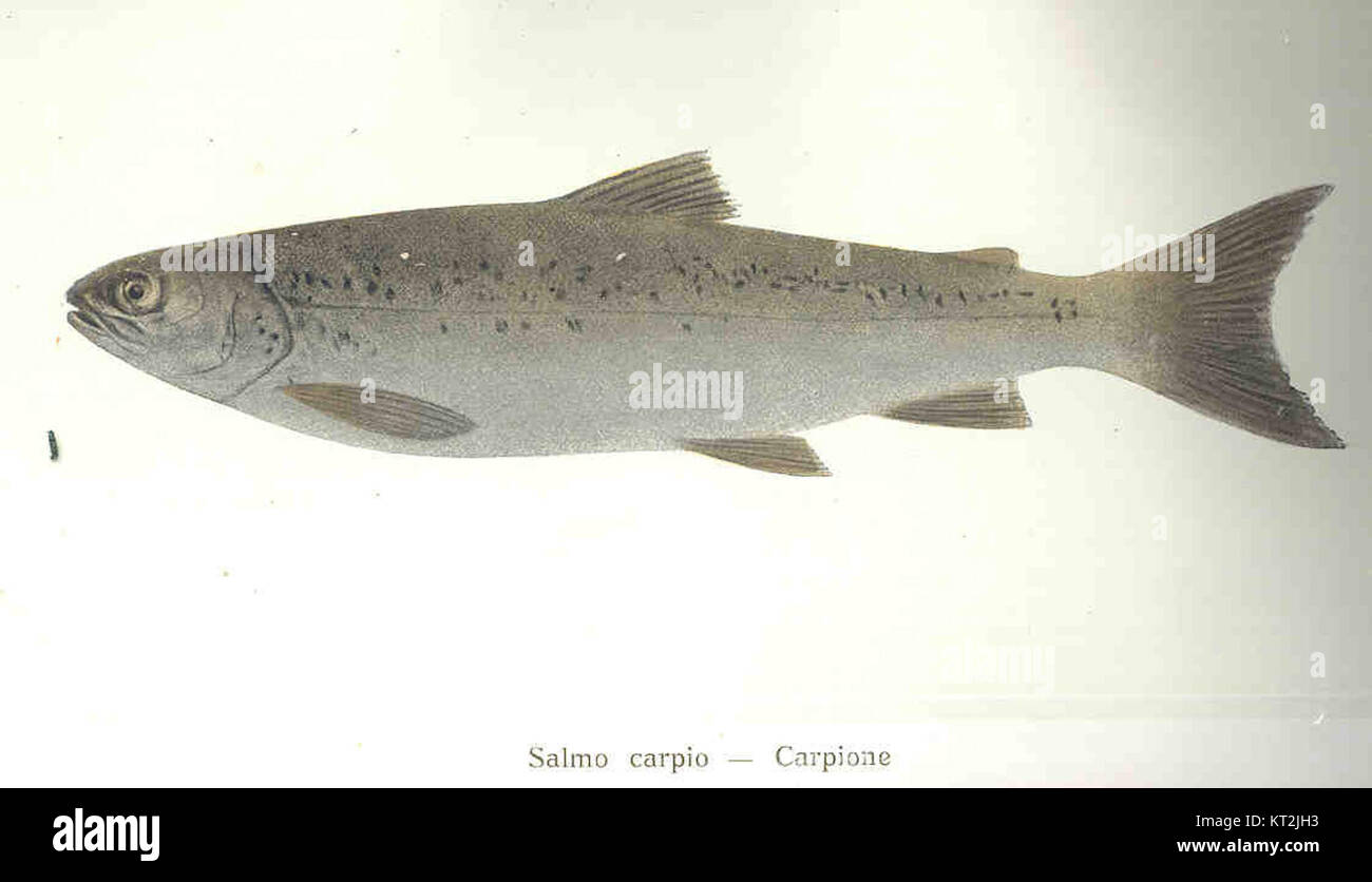 Salmo carpio, also known as the Carpione, is a species of fish native ...