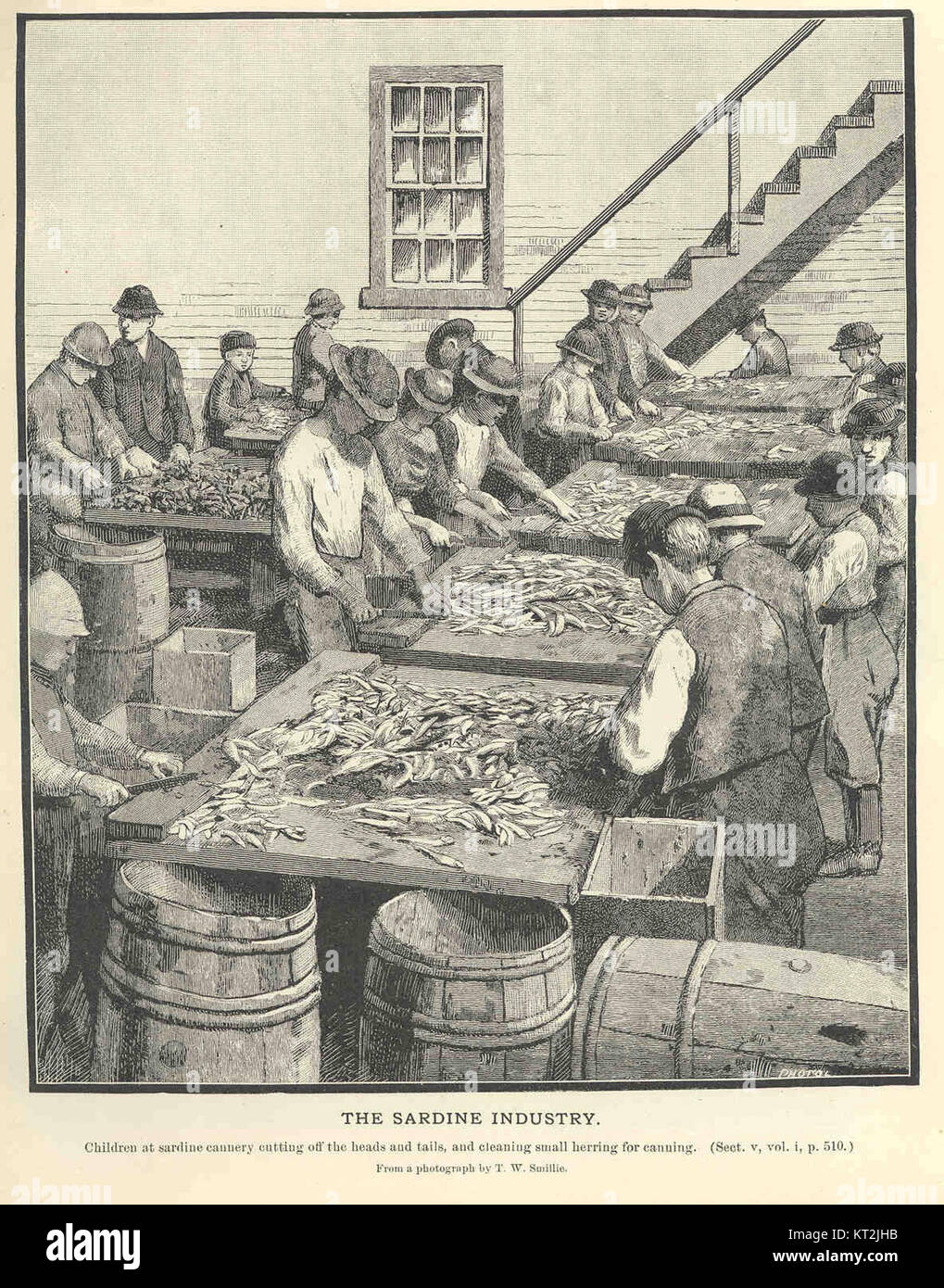 The sardine industry involves the production and distribution of ...