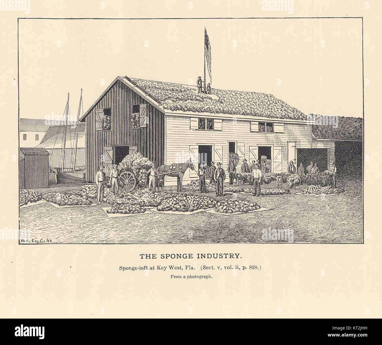 The sponge industry is an important sector within maritime economies ...