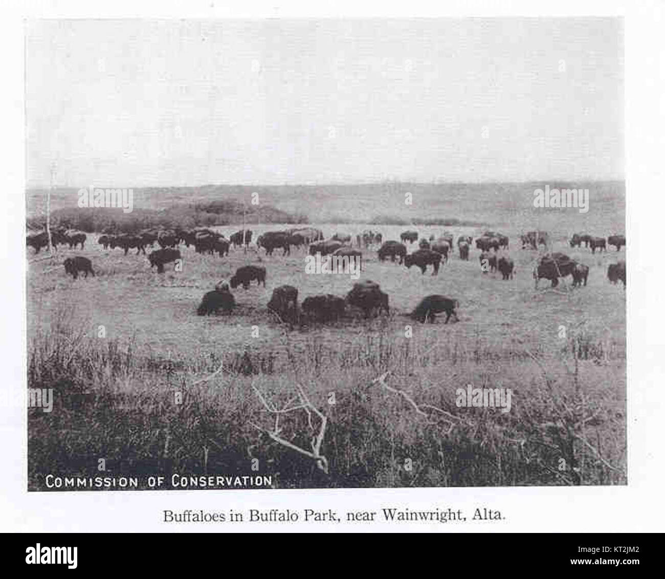Buffaloes in Buffalo Park near Wainwright, Alberta, are seen grazing in ...