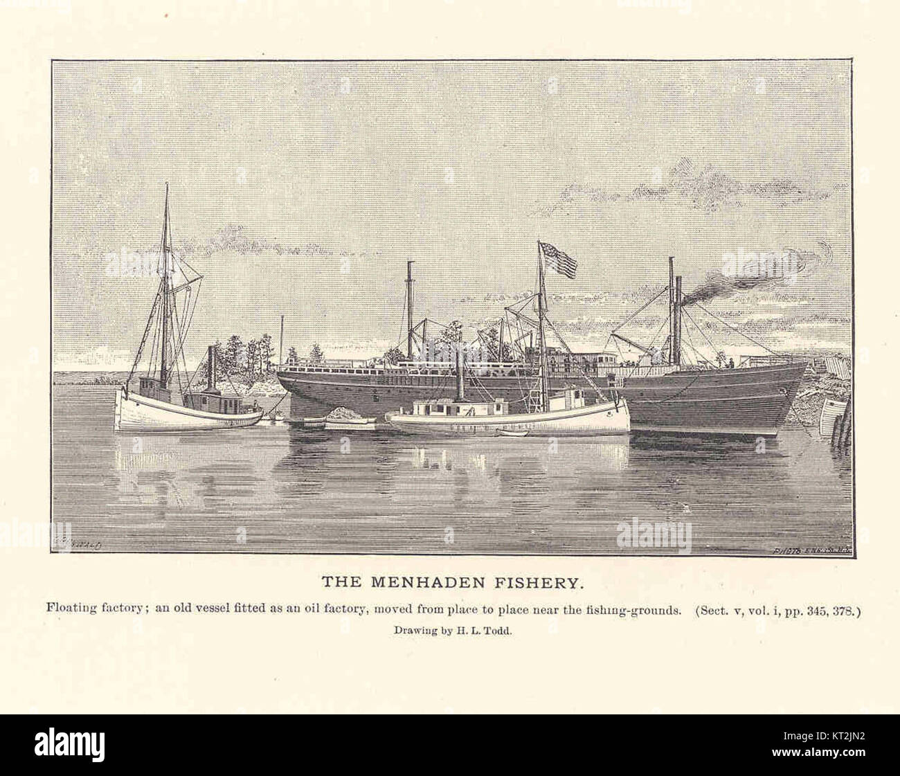 A historical image of the menhaden fishery, showcasing its importance ...