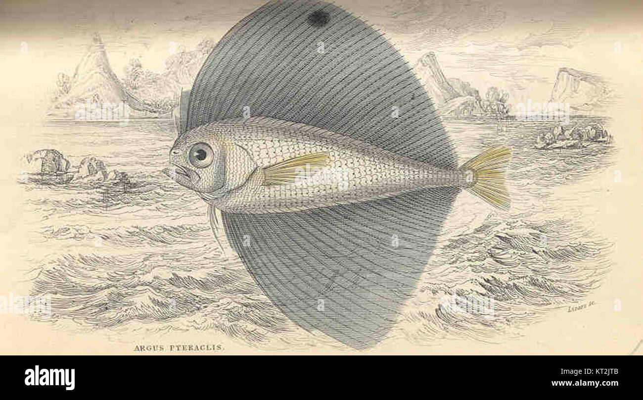 35916 Argus Pteraclis Stock Photo - Alamy