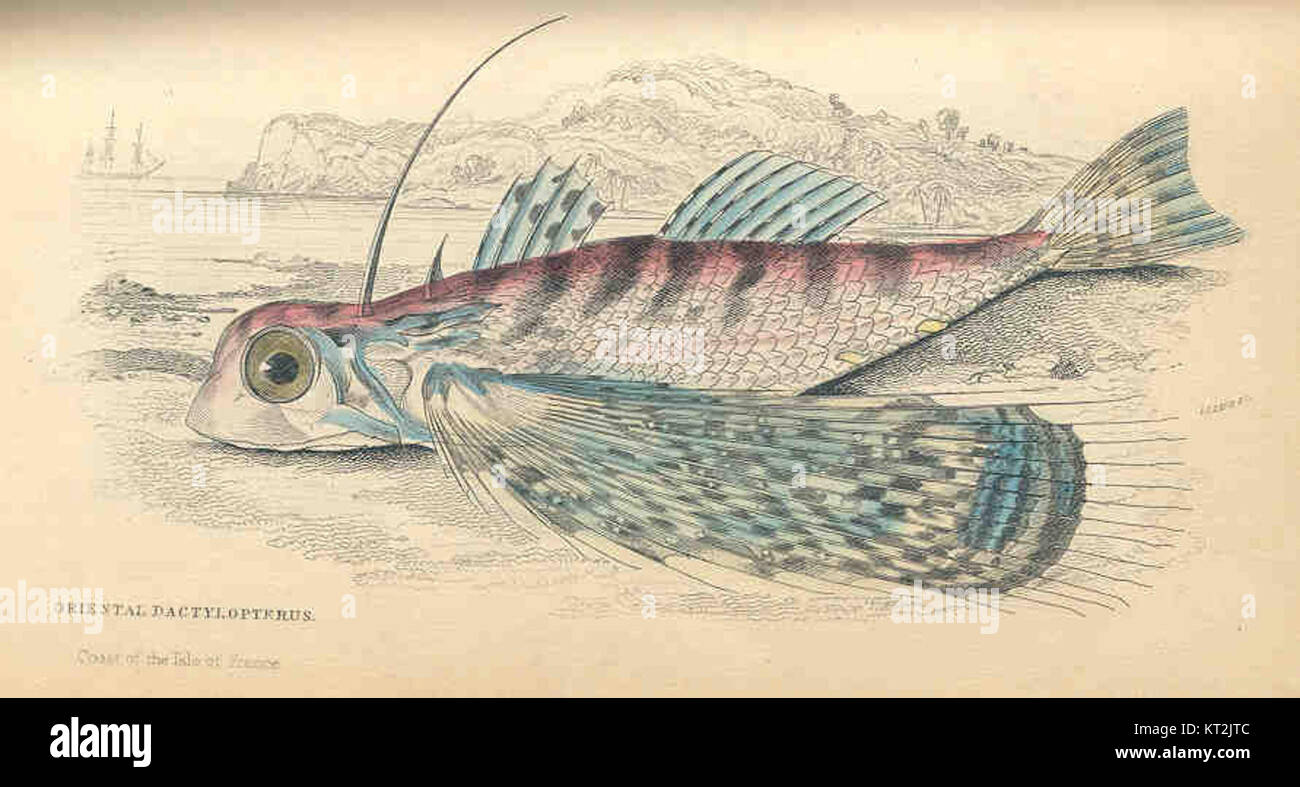 Pectoral fins like wings hi-res stock photography and images - Alamy