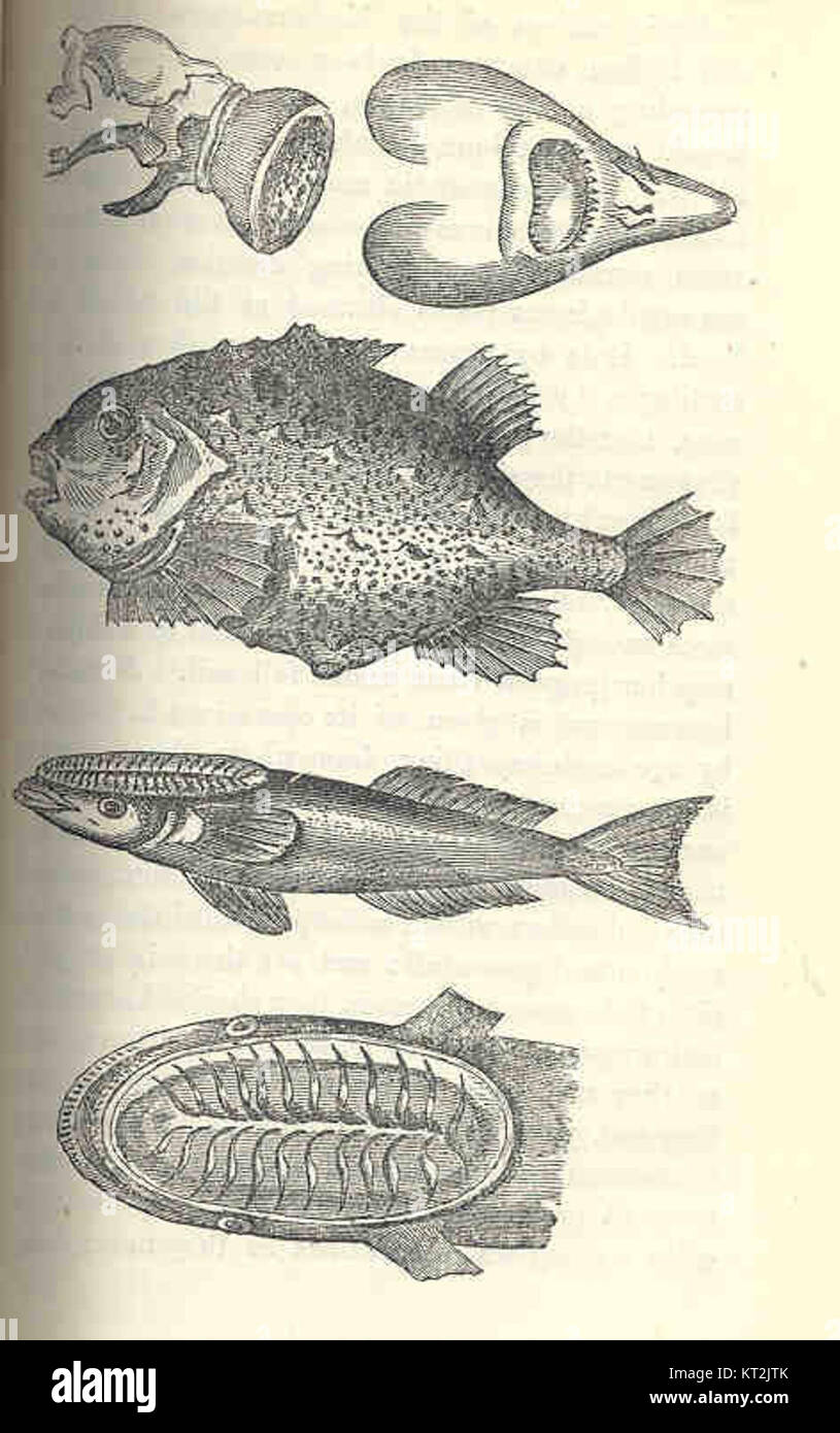 The remora, also known as the sucking fish, is a type of fish known for ...