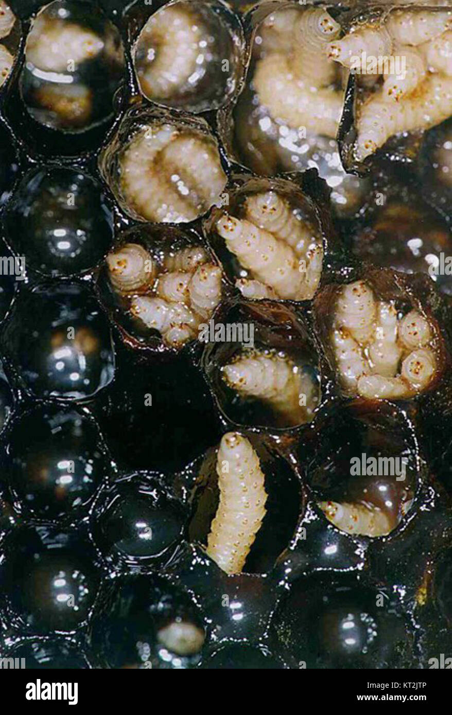 This image depicts Aethina tumida, a species of small beetle that is a ...