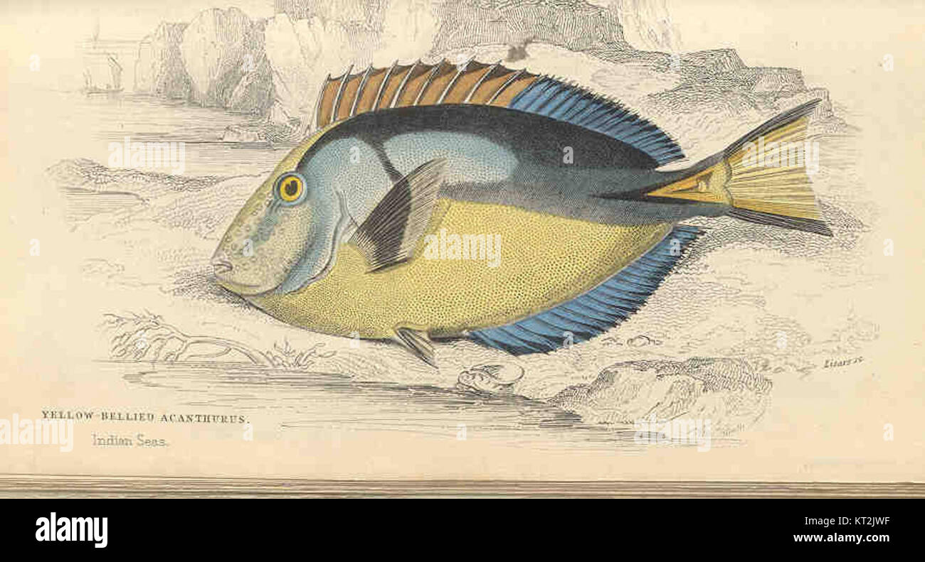 The Yellow-Bellied Acanthurus is a species of surgeonfish, known for ...