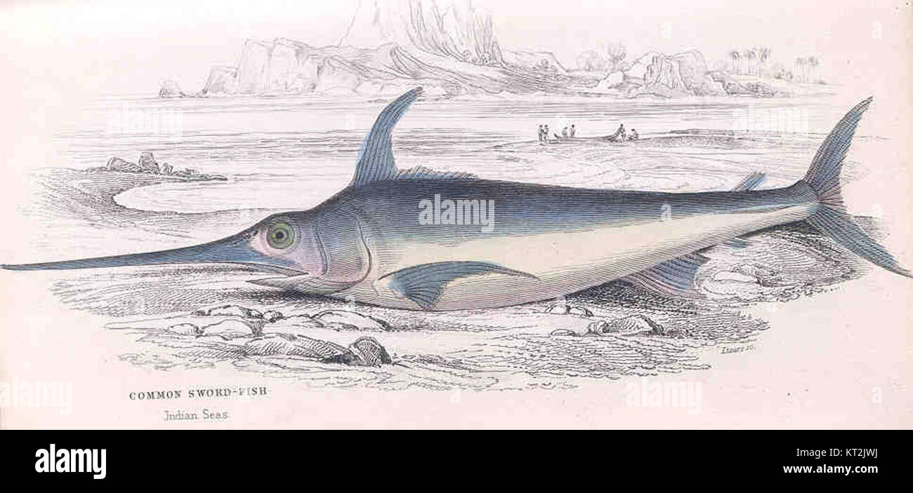 The Common Swordfish (Xiphias gladius) is a large predatory fish known ...