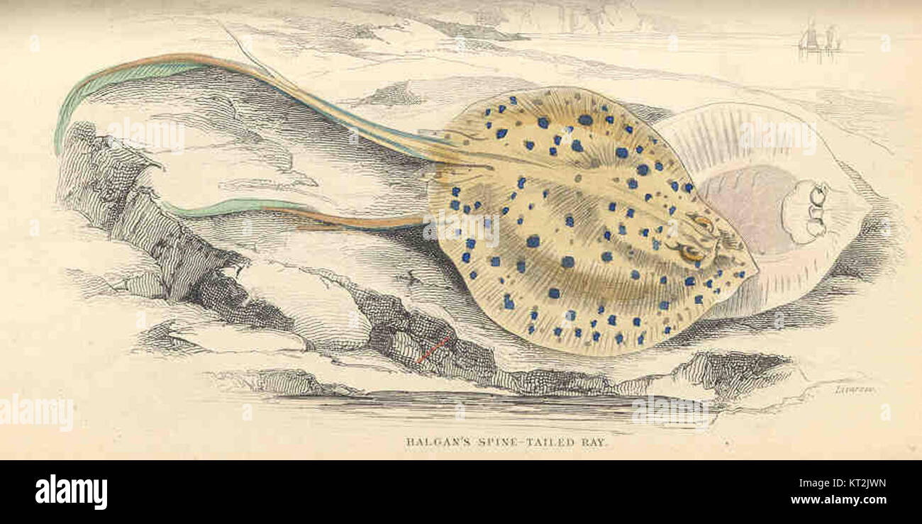 35935 Halgan's Spine-Tailed Ray Stock Photo - Alamy