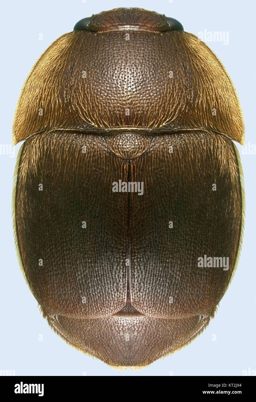 Aethina tumida, also known as the small hive beetle, is a destructive ...