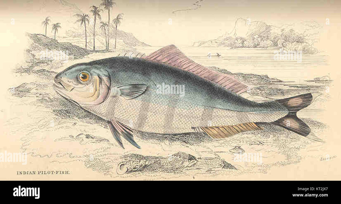 Indian pilot fish species hi-res stock photography and images - Alamy