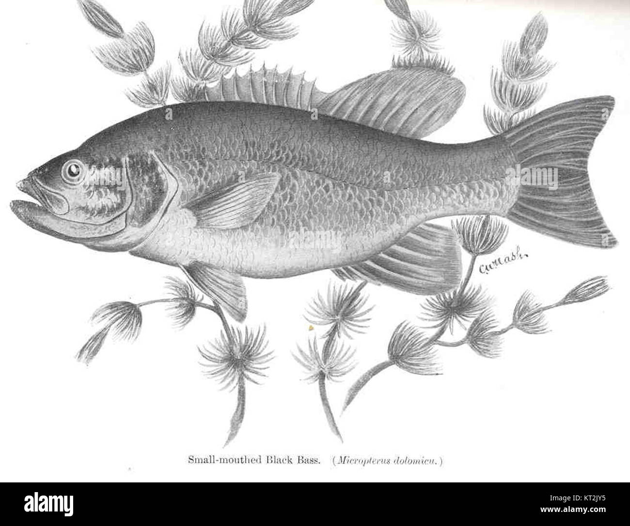 The Small-Mouthed Black Bass (Micropterus dolomieu), a popular ...