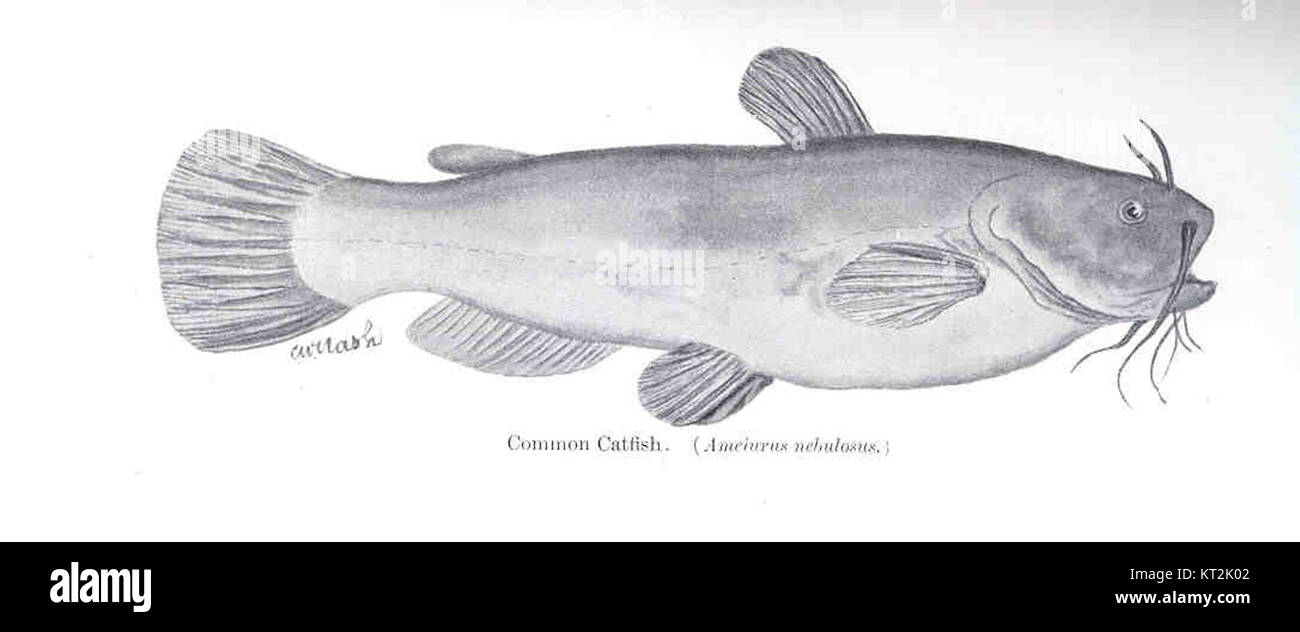 Common catfish hi-res stock photography and images - Alamy