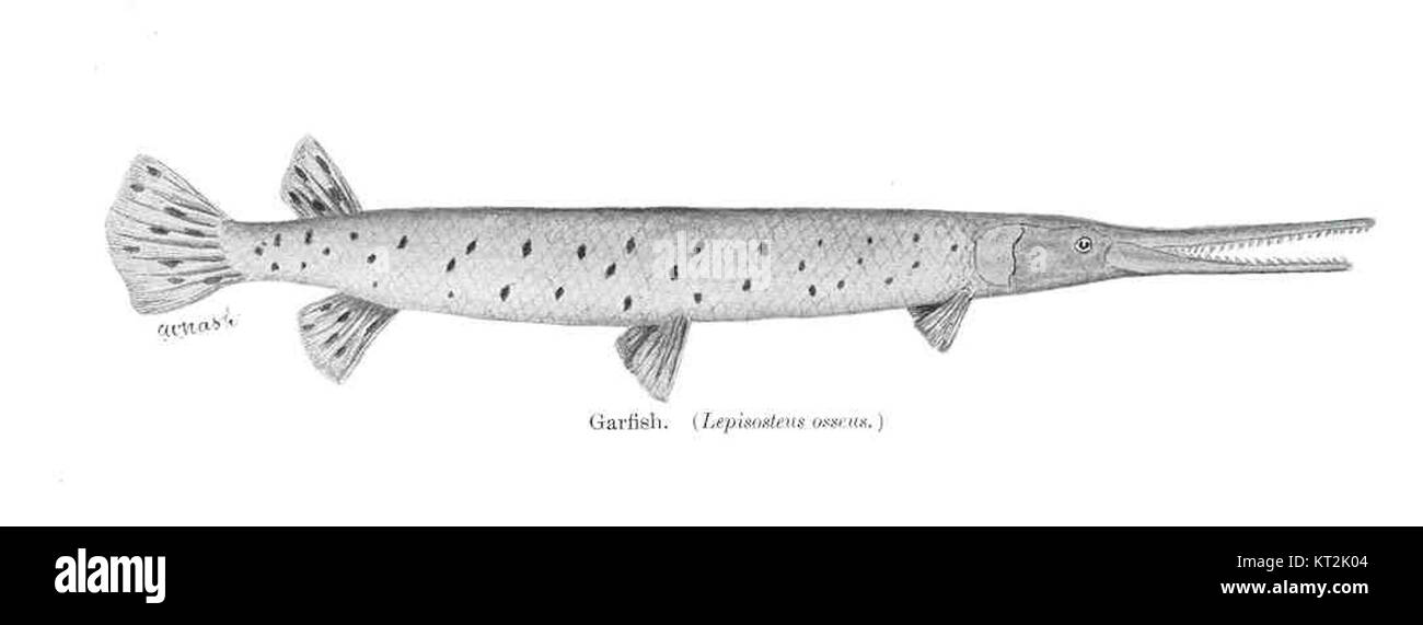 The Garfish (Lepisosteus osseus) is a species of fish known for its ...