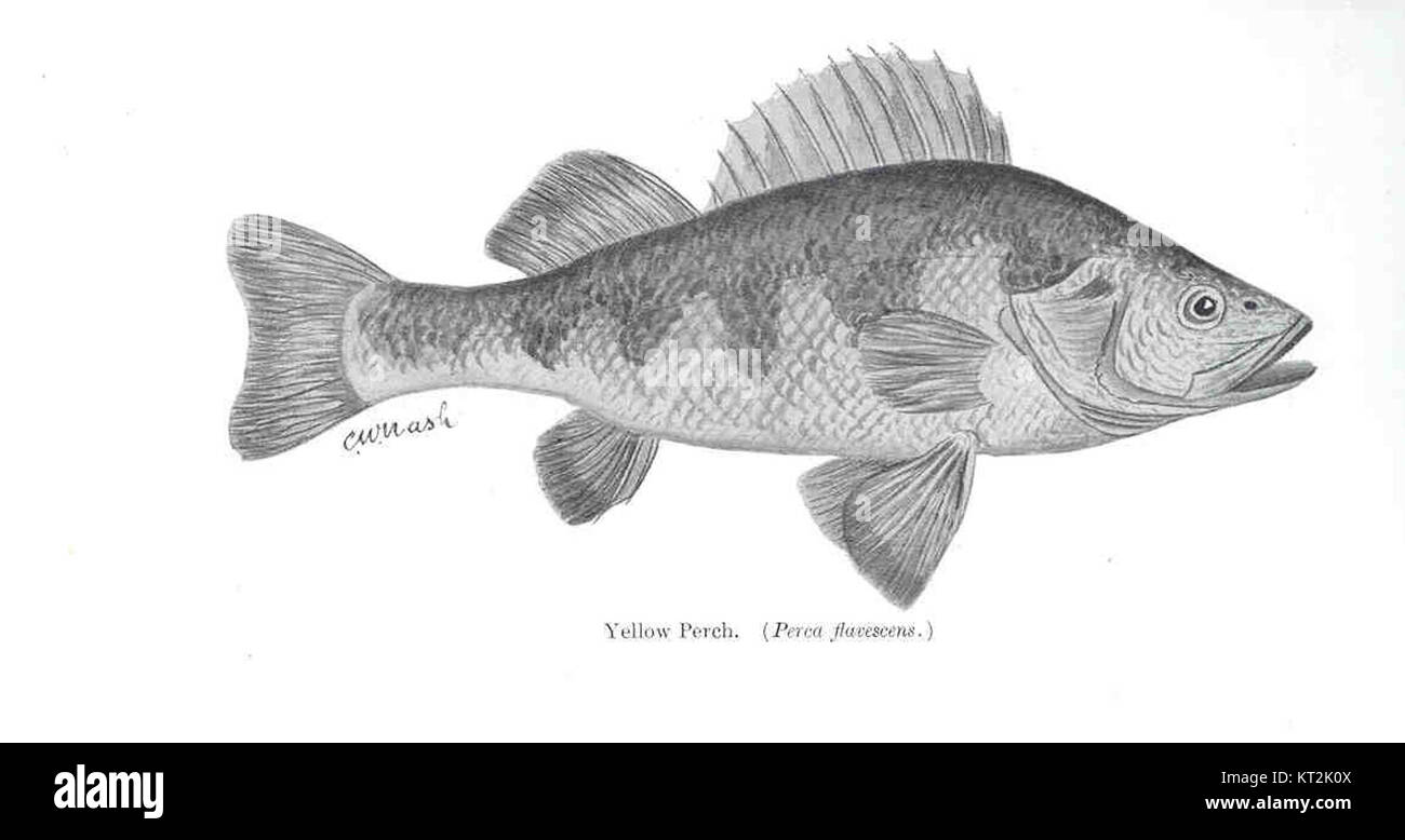 Perca flavescens hi-res stock photography and images - Alamy